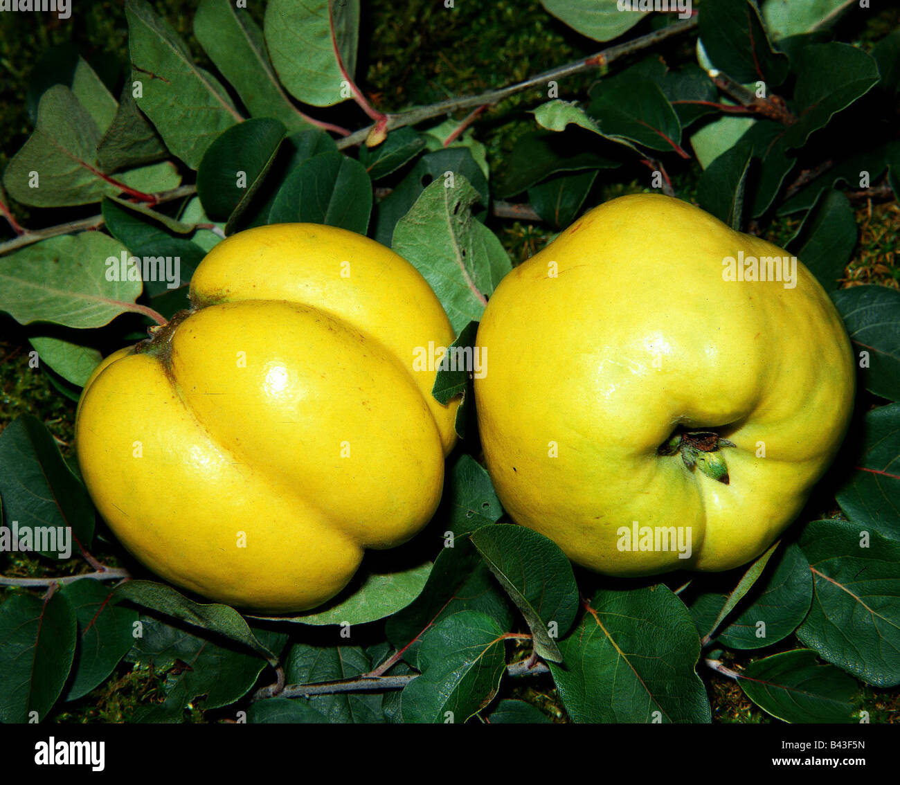 Cydonia vulgaris hi-res stock photography and images - Alamy