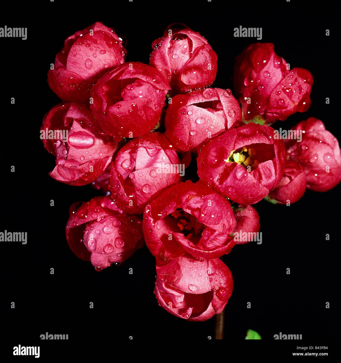 Pyrus cydonia mill hi-res stock photography and images - Alamy