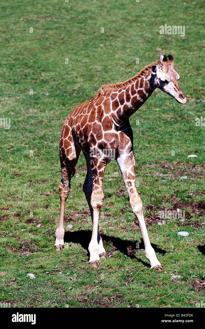 Reticulated Giraffe Calf Hi Res Stock Photography And Images Alamy