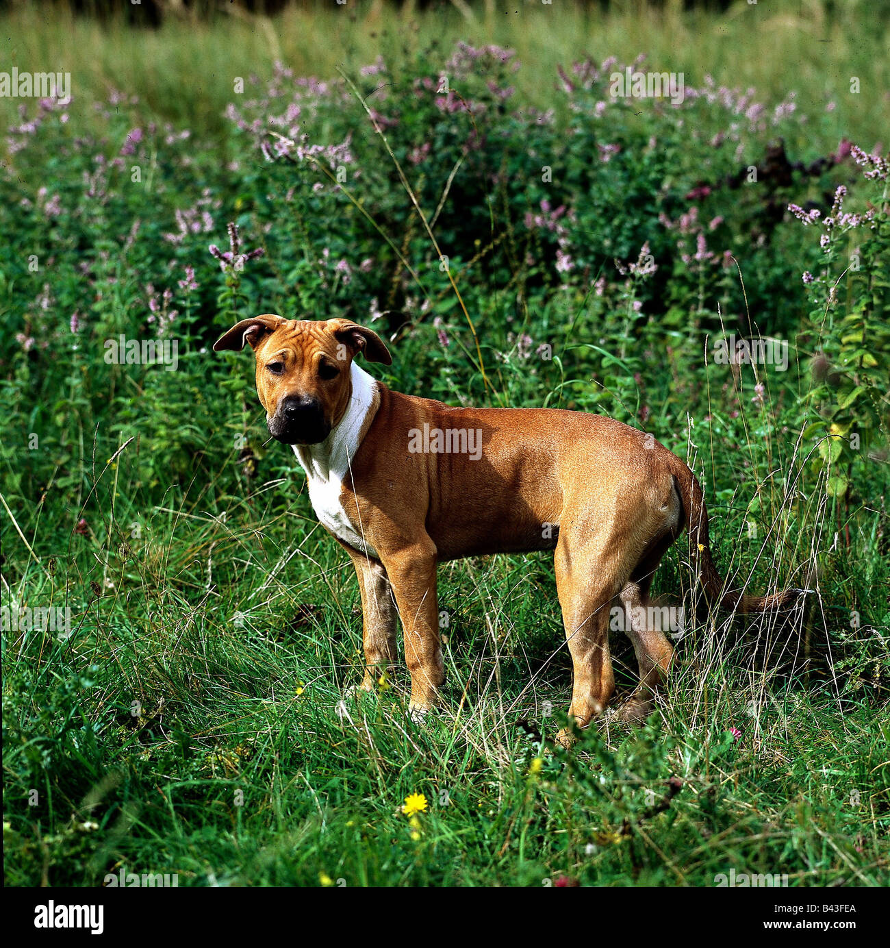 zoology / animals, mammal / mammalian, dogs, (Canis lupus familiaris ...