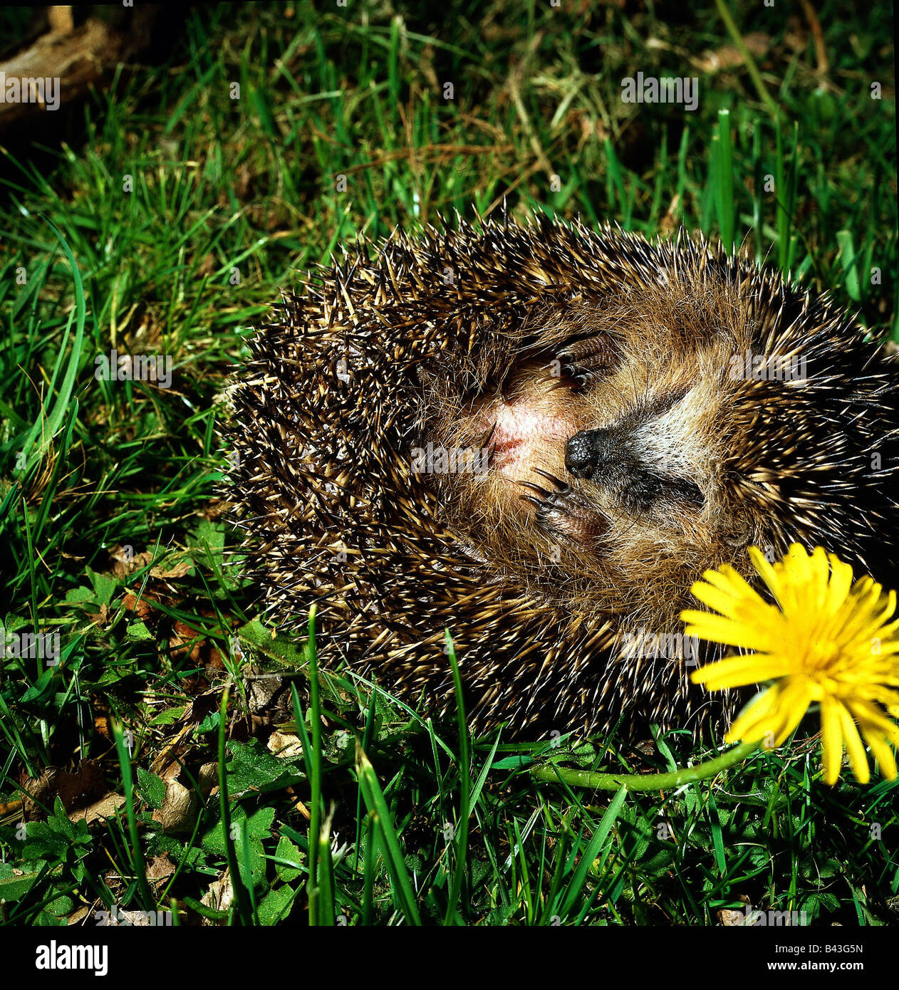 zoology / animals, mammal / mammalian, hedgehog, (Erinaceus europaeus ...