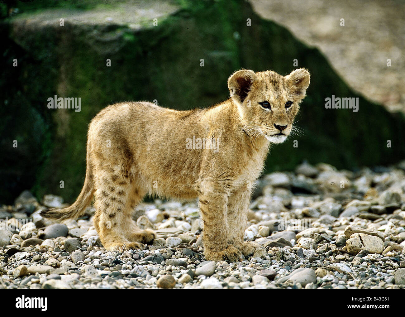 zoology / animals, mammal / mammalian, Felidae, Lion (Panthera leo ...