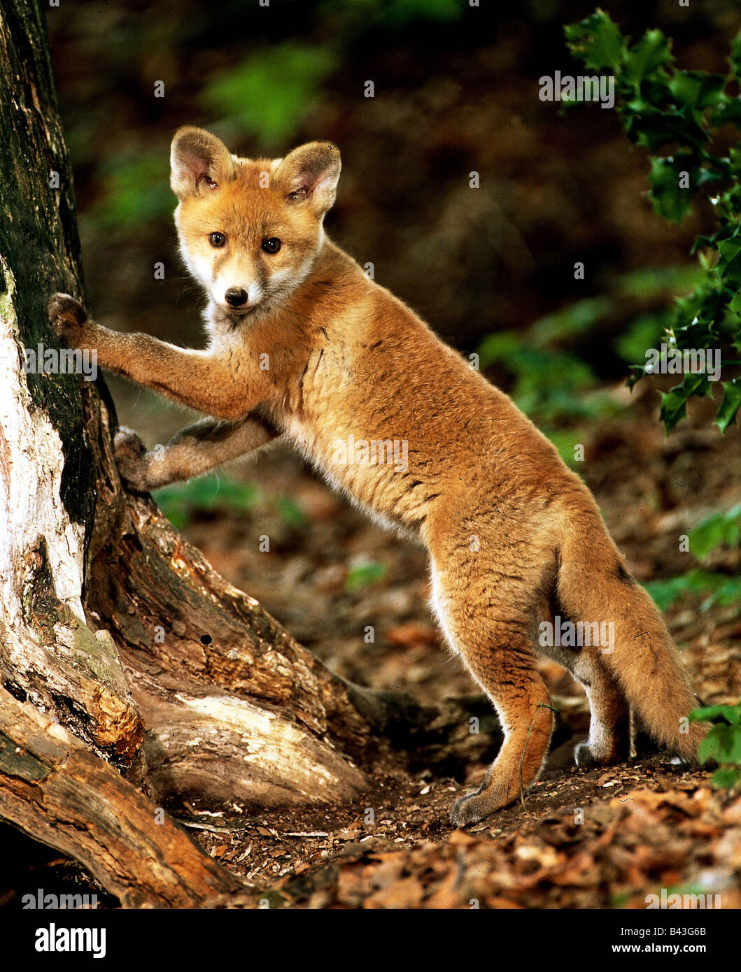 zoology / animals, mammal / mammalian, foxes, Red Fox, (Vulpes vulpes ...