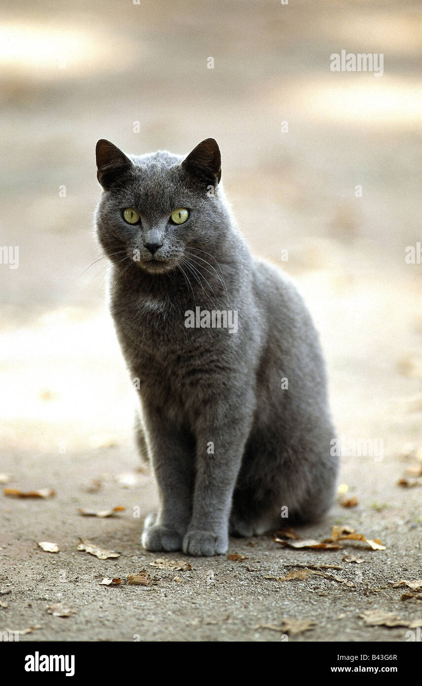 Chartreux cats hi-res stock photography and images - Alamy