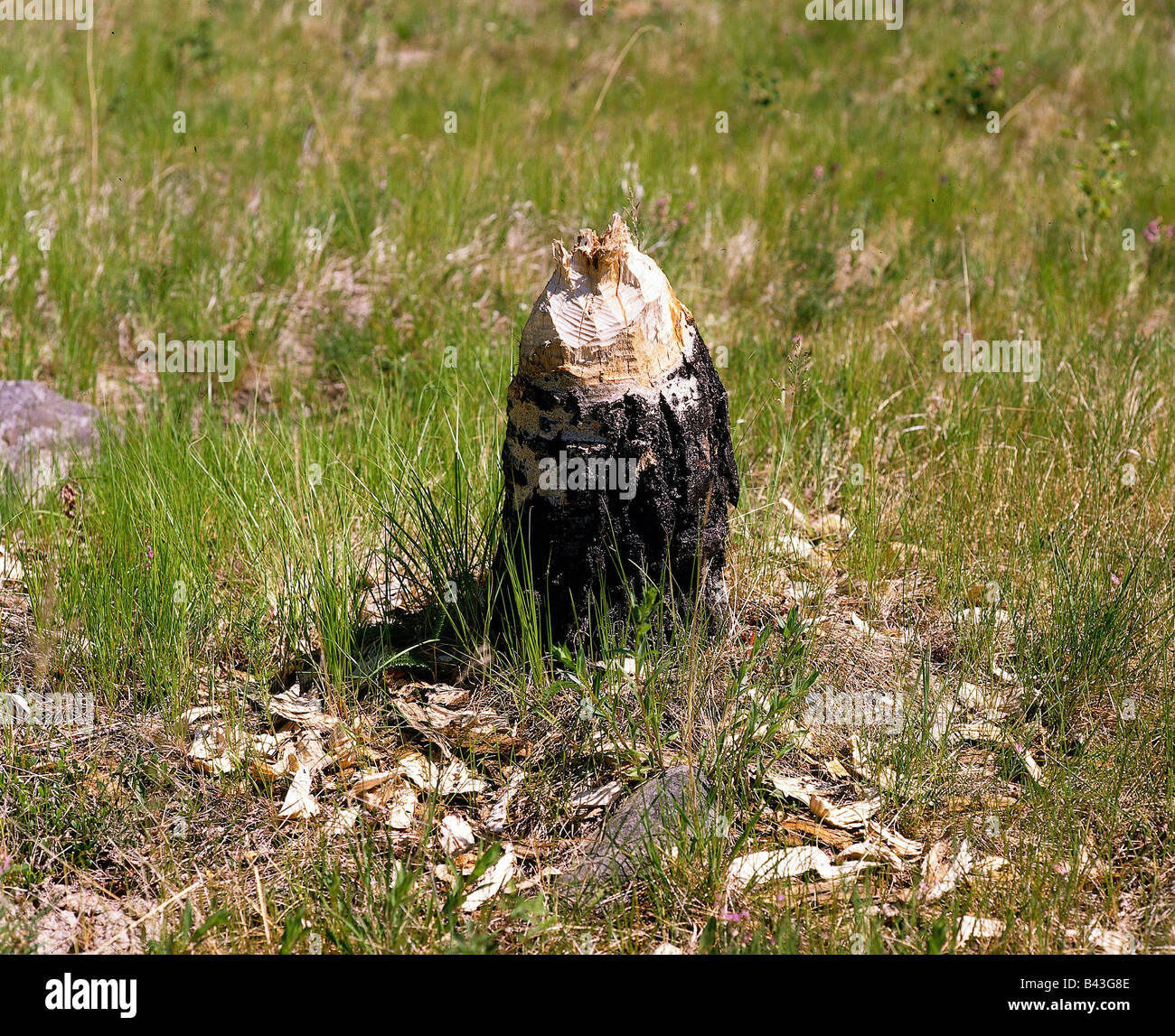 Gnawed off tree hi-res stock photography and images - Alamy