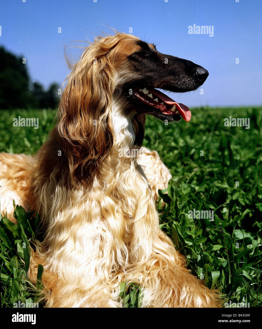 Fort animals hi-res stock photography and images - Alamy