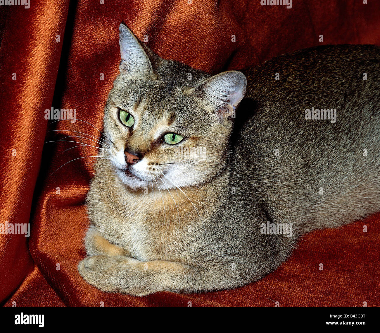 zoology / animals, mammal / mammalian, cats, (Felidae), Abyssinian Cat ...