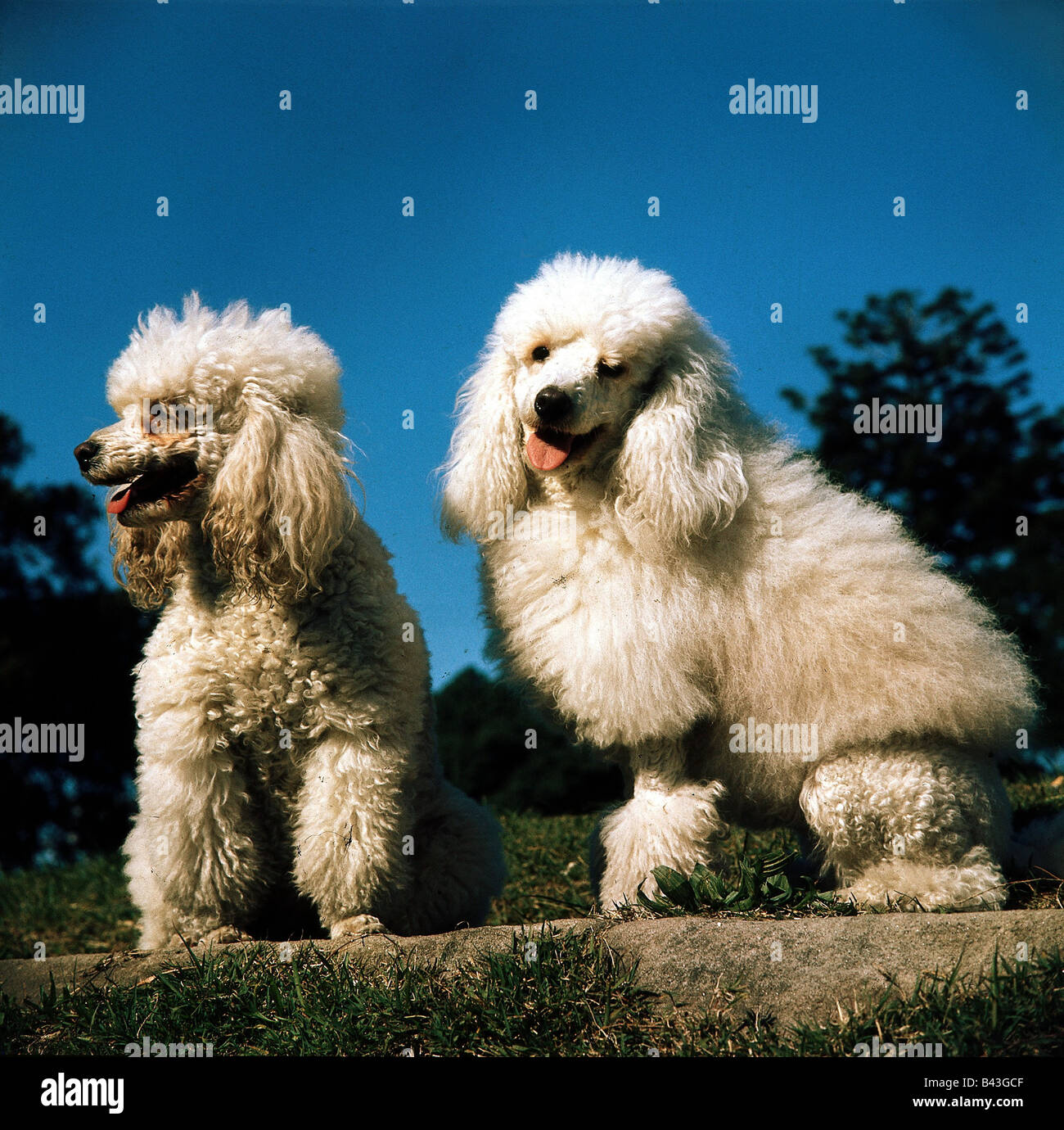 zoology / animals, mammal / mammalian, dogs, (Canis lupus familiaris ...