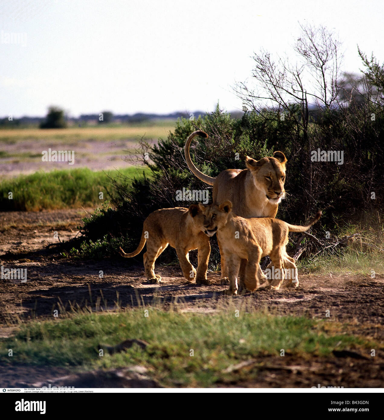 zoology / animals, mammal / mammalian, Felidae, Lion (Panthera leo ...