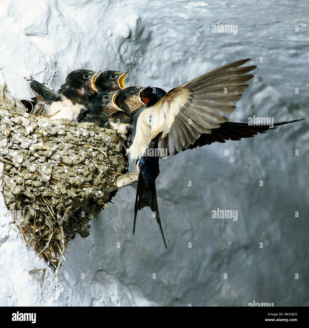 Hirundinidae of asia hi-res stock photography and images - Alamy