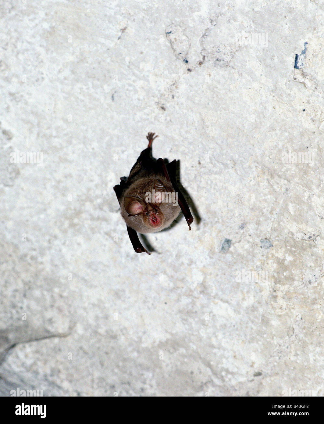 zoology / animals, mammal / mammalian, bats, (Chiroptera), hanging at ...