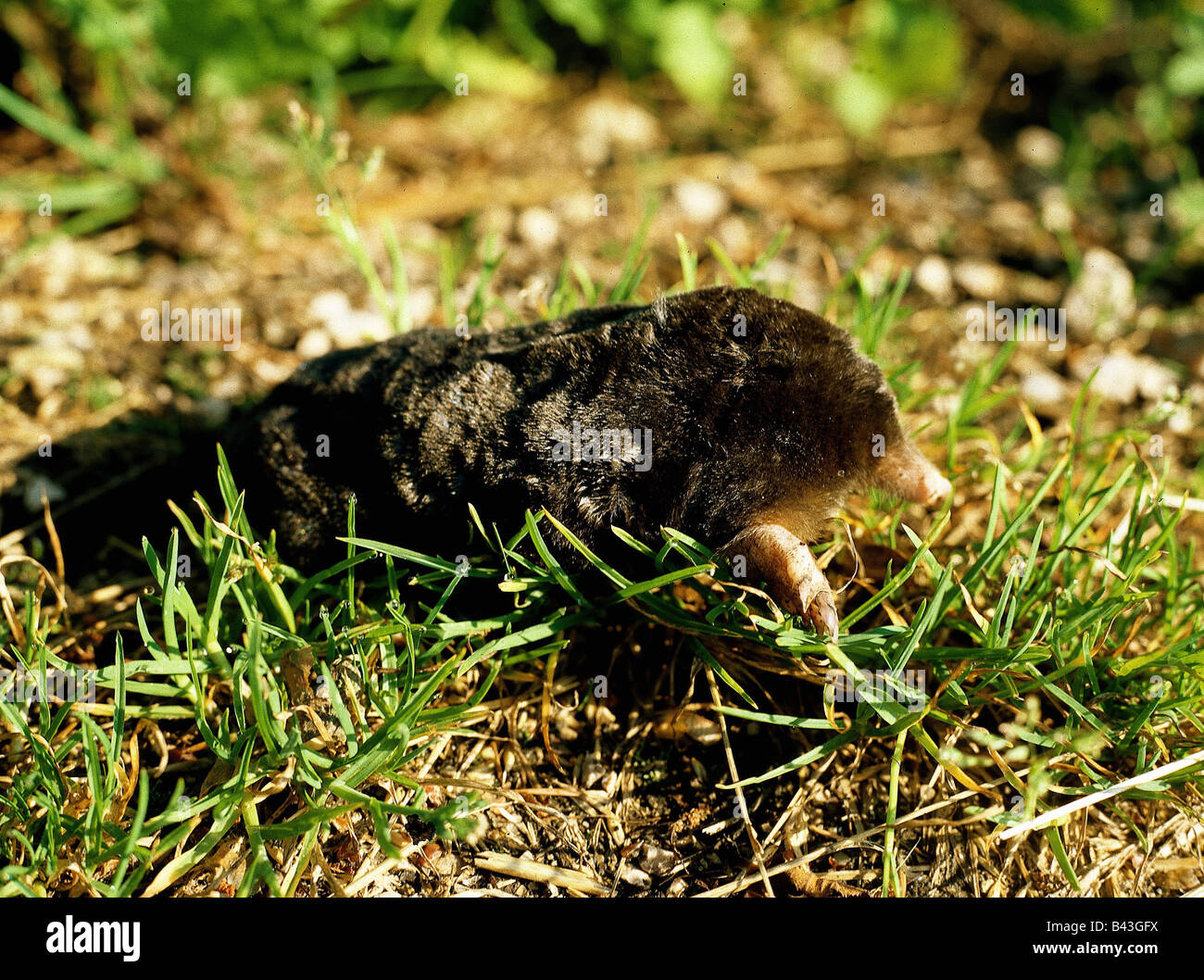 Talpidae High Resolution Stock Photography and Images - Alamy