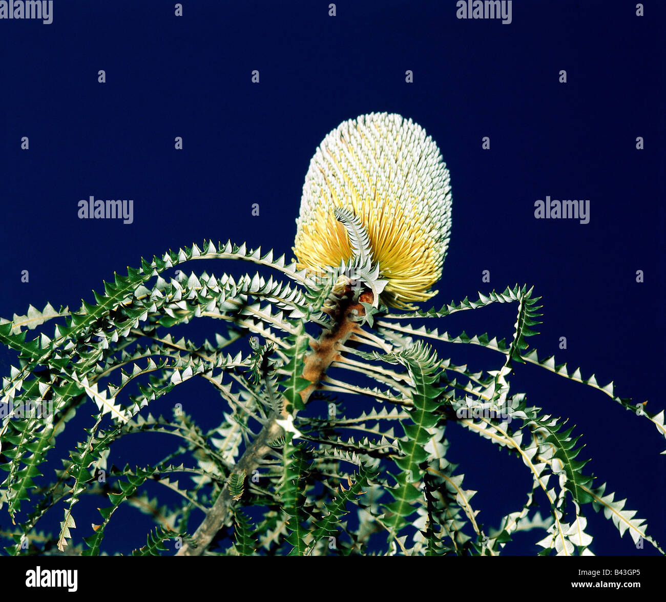 botany, Banksia, Showy banksia, (Banksia speciosa), blossom, at branch ...