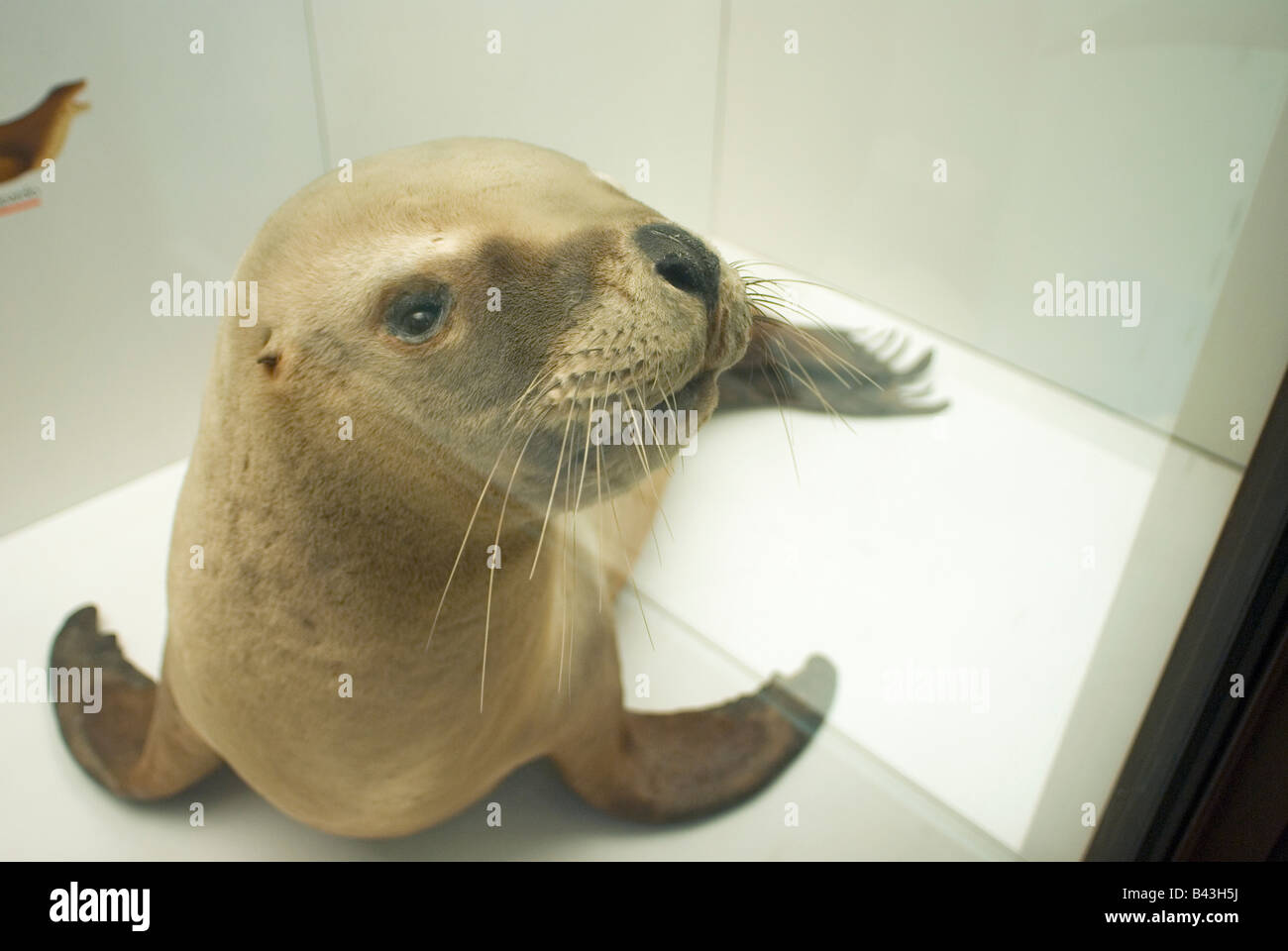 stuffed seal behind glass Stock Photo - Alamy