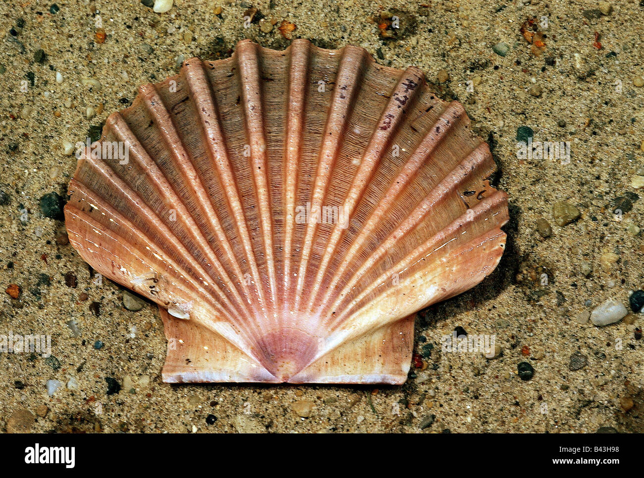 Pecten jacobaeus hi-res stock photography and images - Alamy