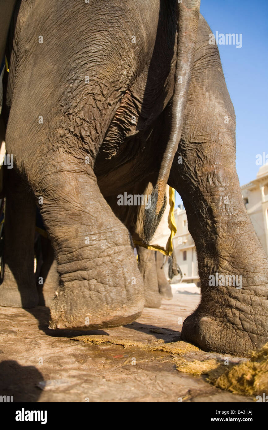 Elephant Back Legs Stock Photos & Elephant Back Legs Stock Images - Alamy