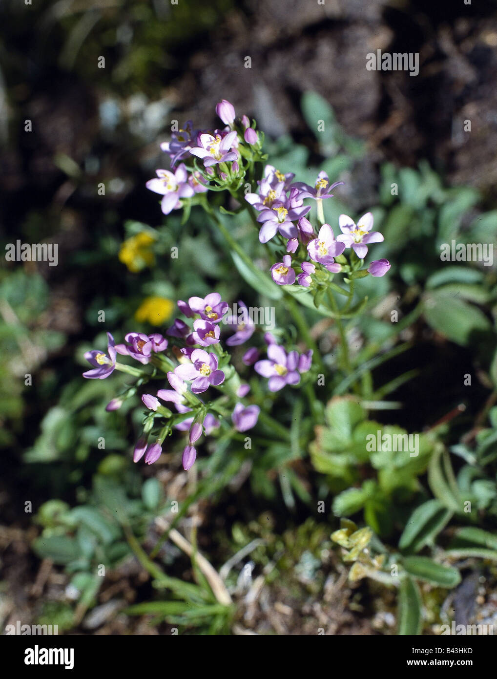 botany, centaury, (Centaurium), Centaurium minus, blossom, Additional ...