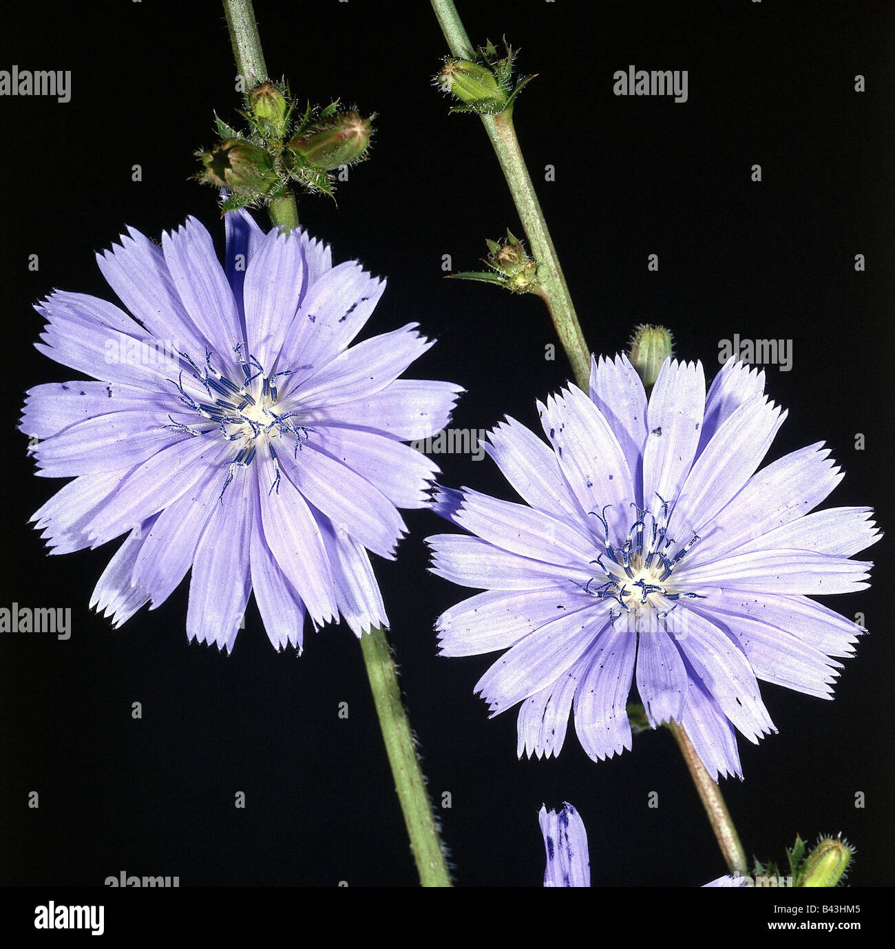 Buds chicory hi-res stock photography and images - Alamy