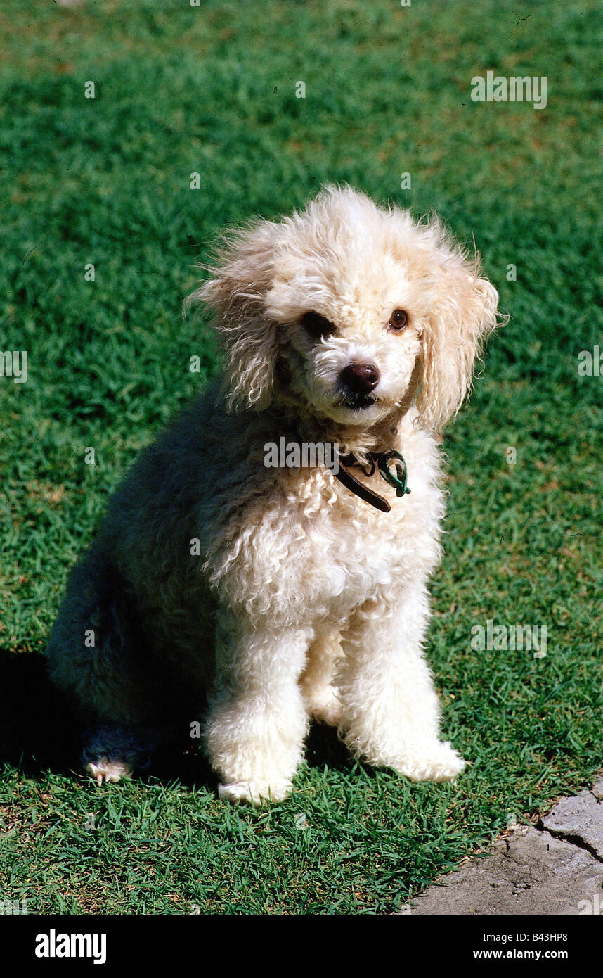 zoology / animals, mammal / mammalian, dogs, (Canis lupus familiaris ...