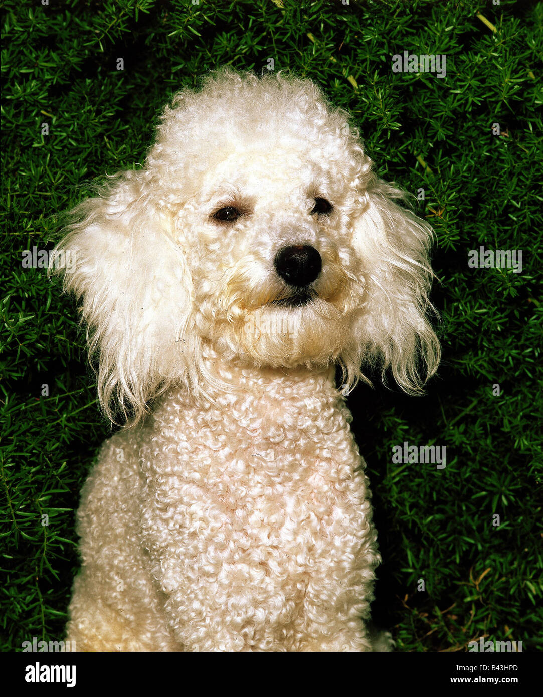 zoology / animals, mammal / mammalian, dogs, (Canis lupus familiaris ...