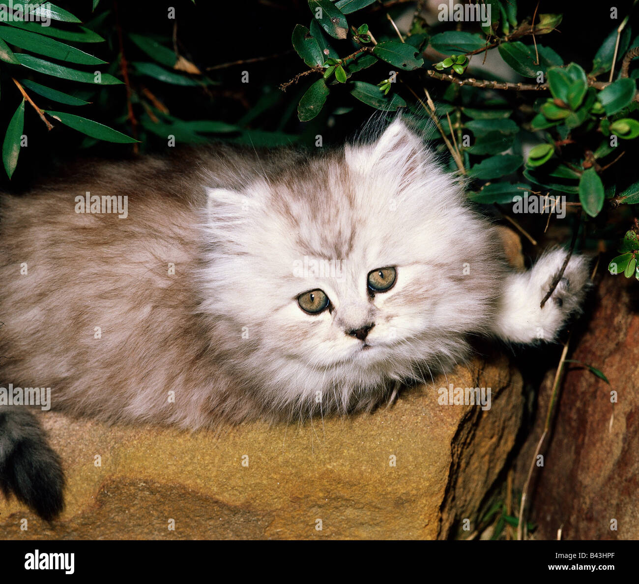 Cats rock hi-res stock photography and images - Alamy
