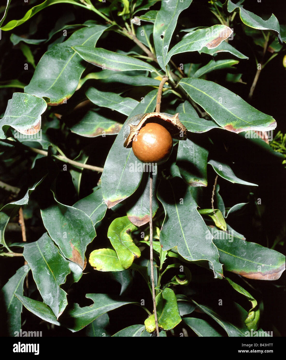 botany, Macadamia, (Macadamia integrifolia), fruit, at branch ...