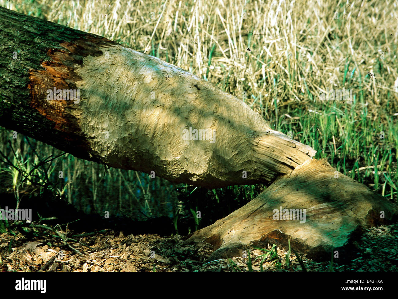 zoology / animals, mammal / mammalian, beaver (Castor canadensis ...