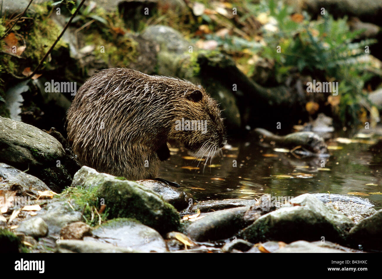 Beaver house hi-res stock photography and images - Alamy