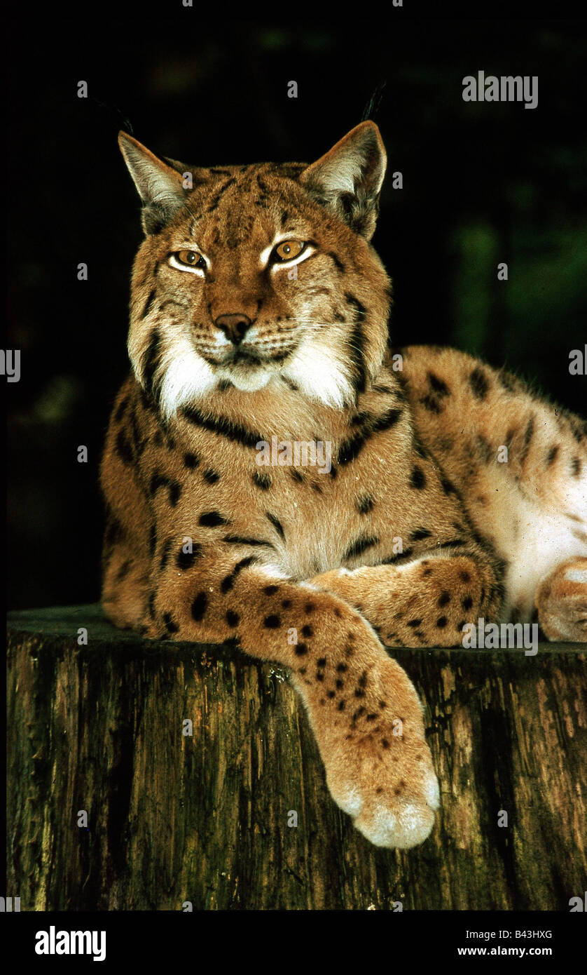 zoology / animals, mammal / mammalian, Felidae, Eurasian Lynx (Lynx ...