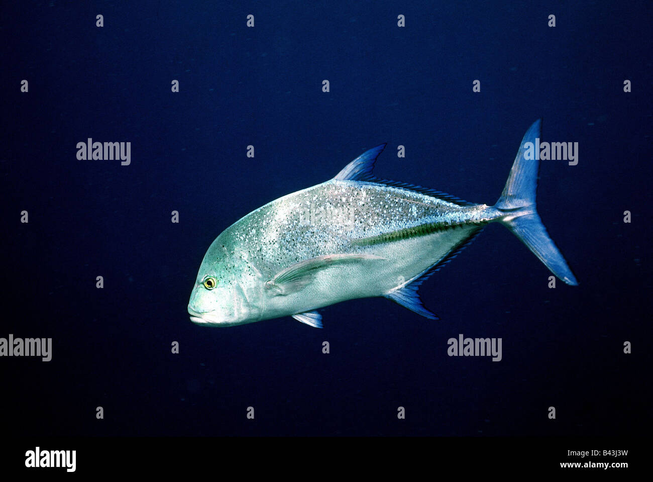 Indian Ocean Animals