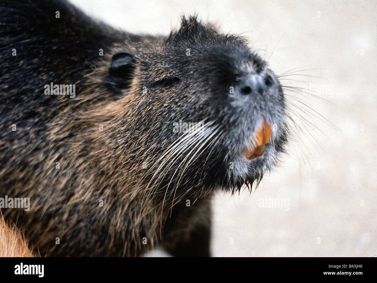 zoology / animals, mammal / mammalian, Nutria, (Myocastor coyphus ...