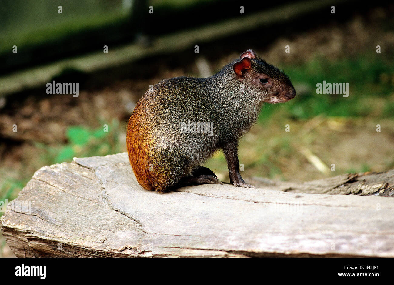 Golden agouti hi-res stock photography and images - Alamy