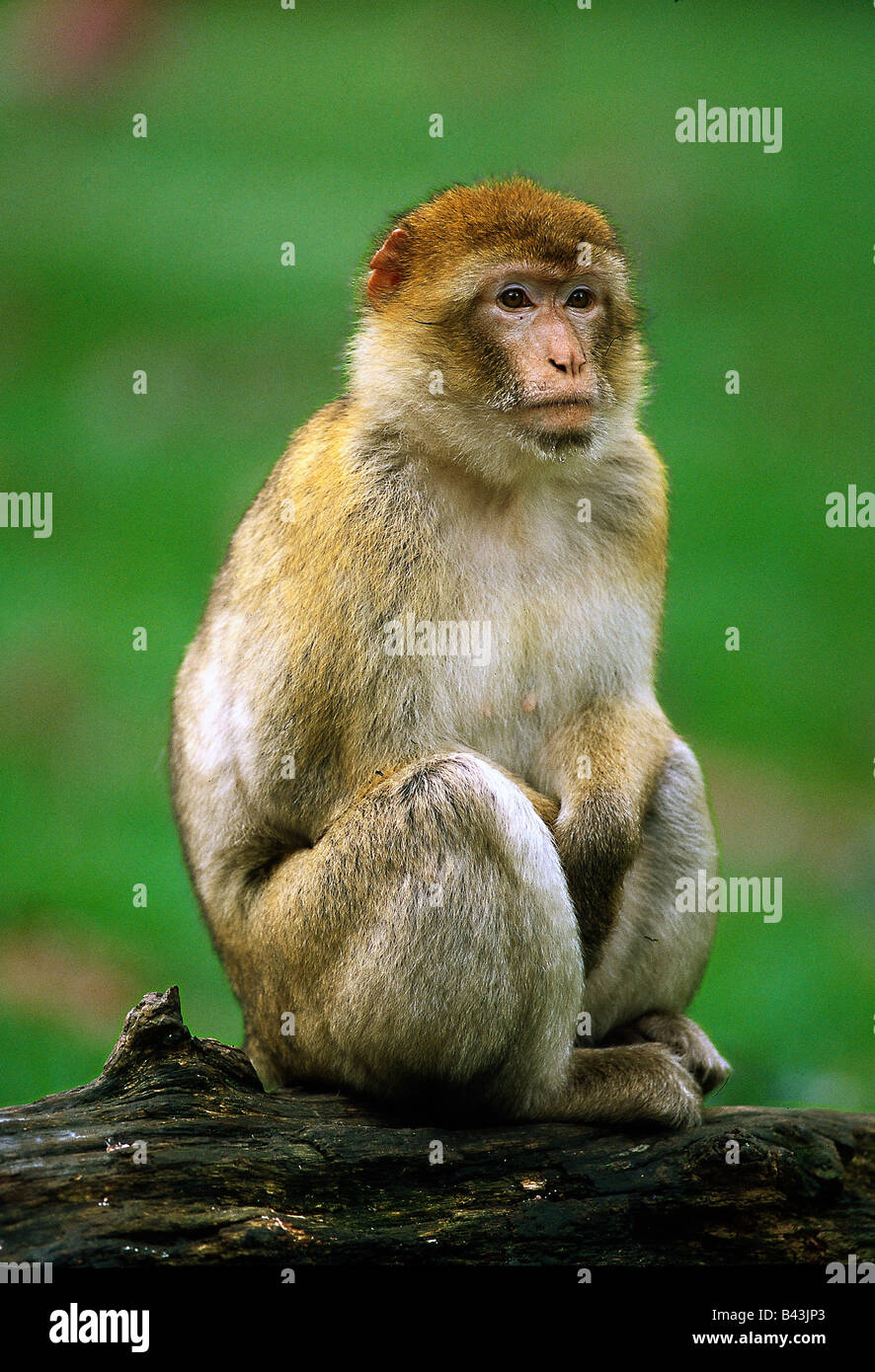 zoology / animals, mammal / mammalian, monkeys, Barbary Macaque ...