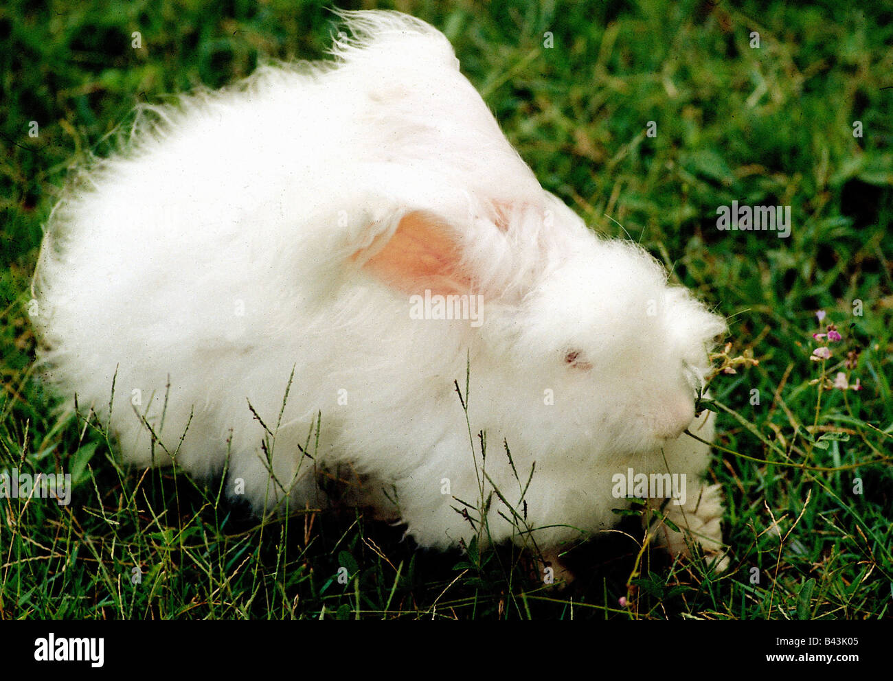 zoology / animals, mammal / mammalian, hares, Pygmy Rabbit ...