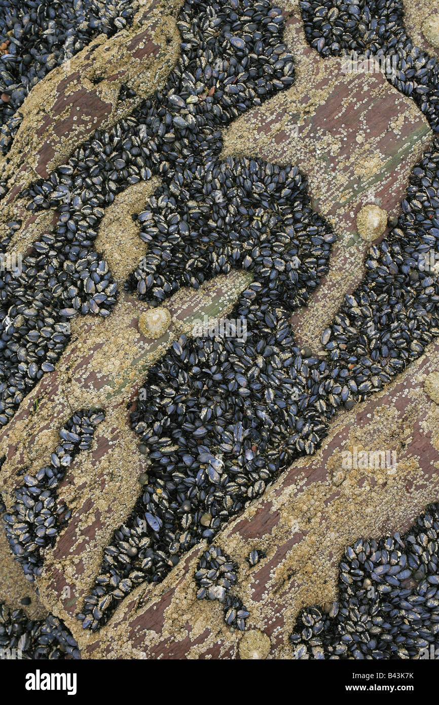 Cockle shell patterns Stock Photo - Alamy