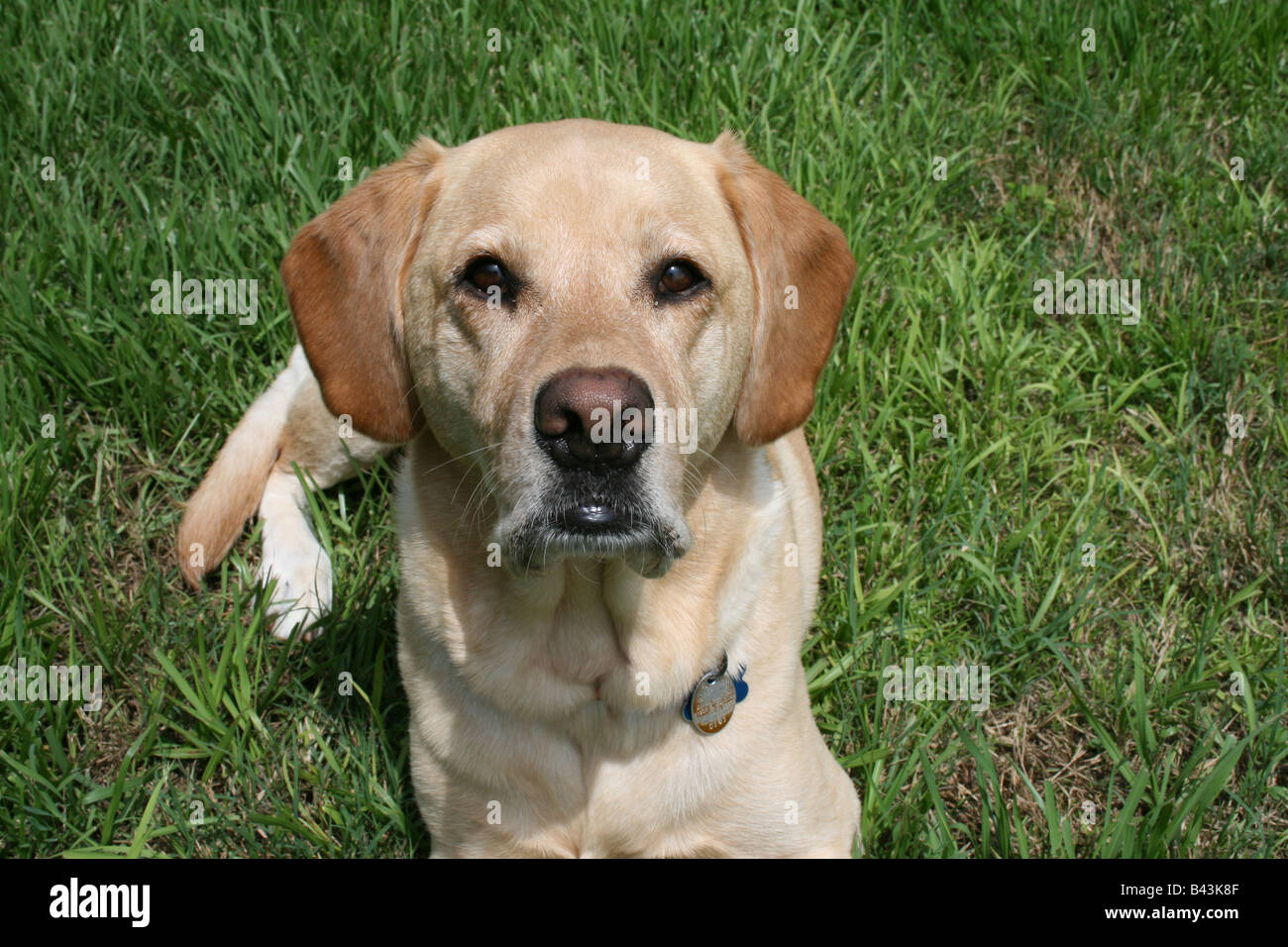 Close-up of yellow Labrador retriever lying on grass Stock Photo - Alamy