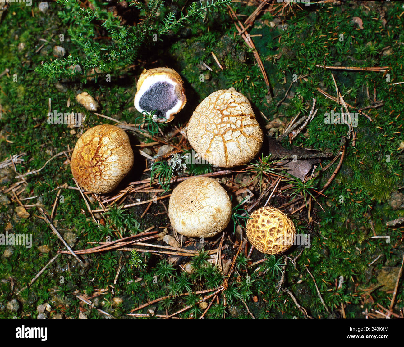 botany, fungi, Scleroderma, Common Earthball, (Scleroderma citrinum ...