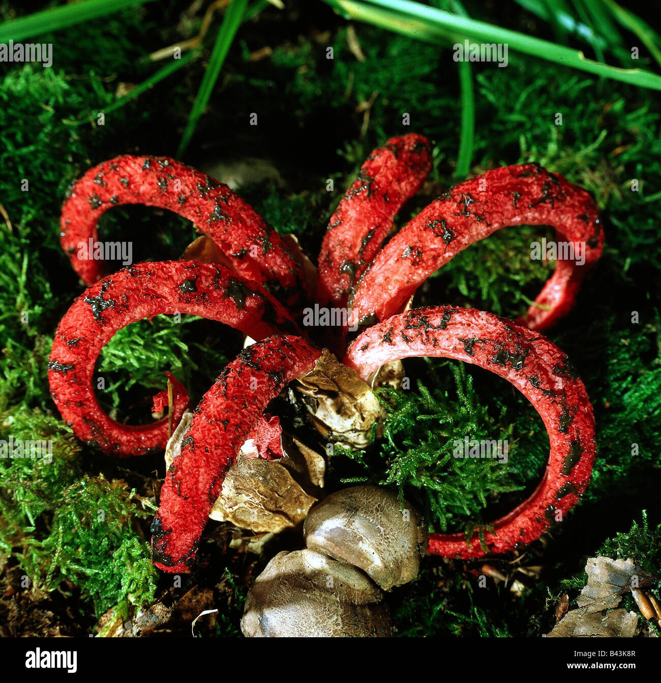 botany, fungi, Clathrus, Octopus Stinkhorn, (Clathrus archeri), on ...