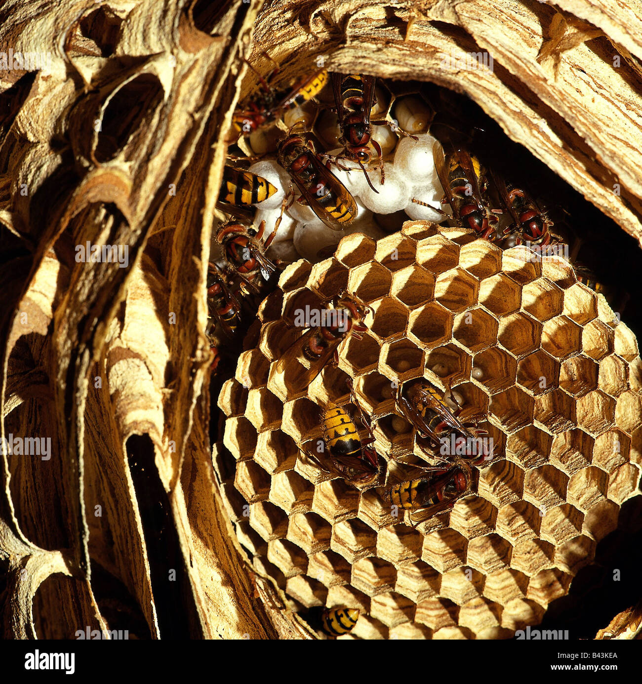 zoology / animals, insect, Vespidae, European hornet (Vespa crabro ...