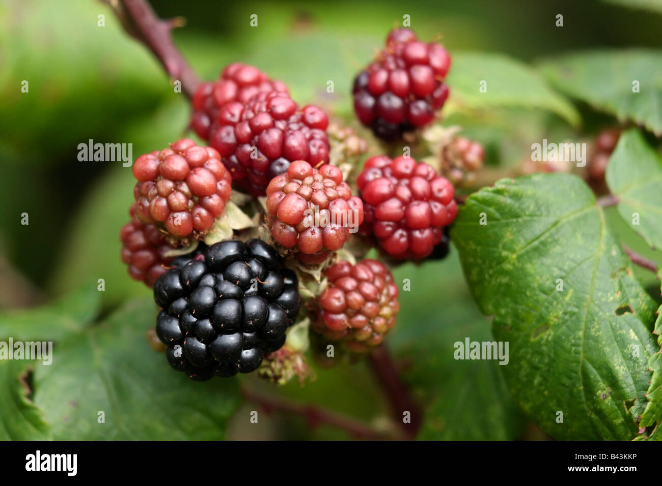 Blackberry bramble bird hi-res stock photography and images - Alamy