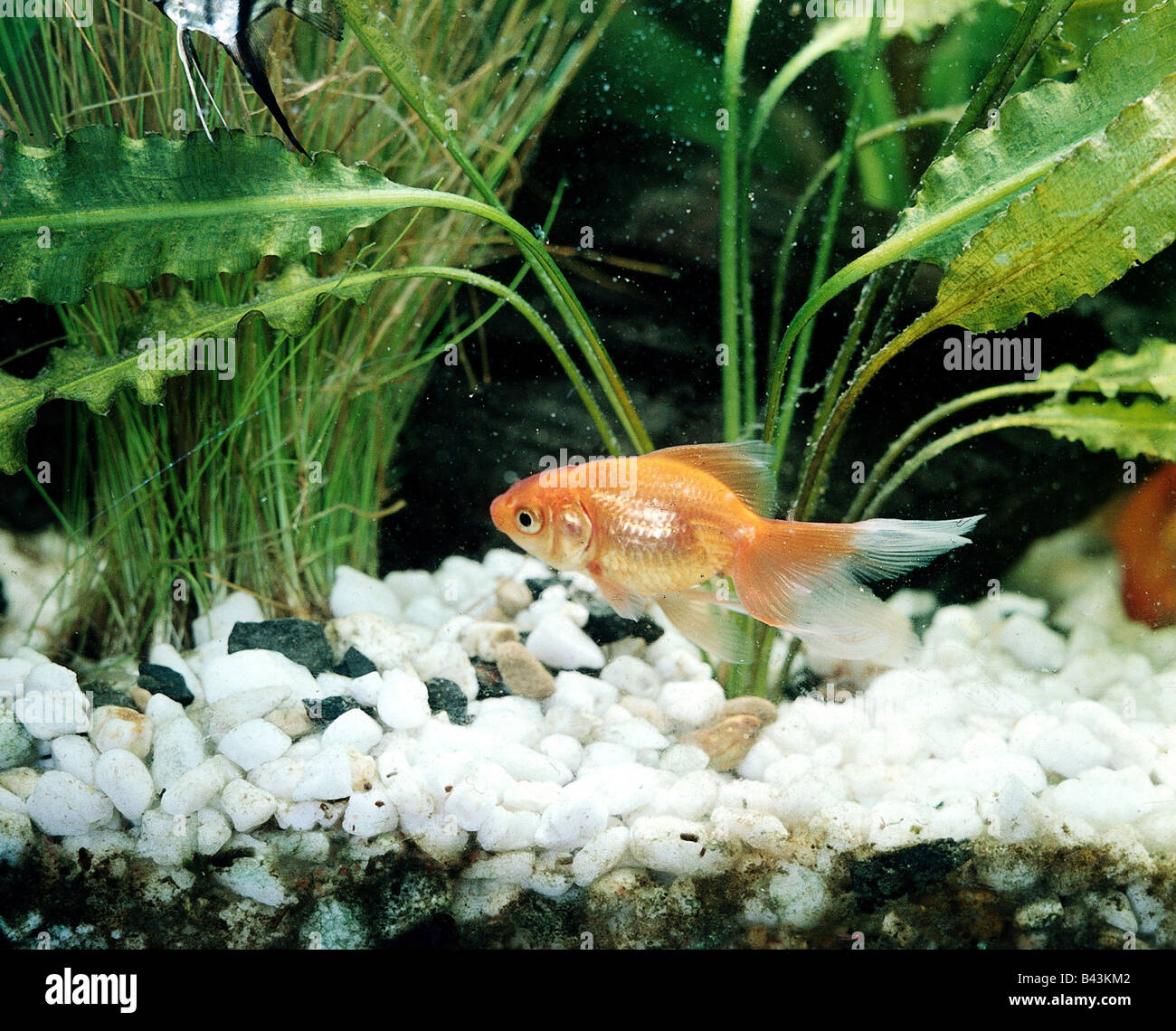 zoology / animals, fish, Goldfish, races: Veiltail goldfish, (Carassius ...