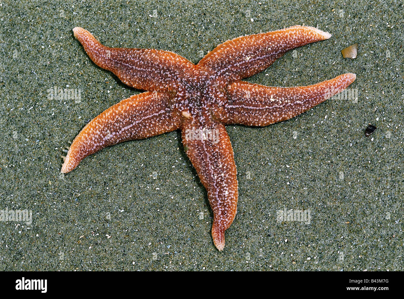 zoology / animals, Echinoderm, starfish, (Asteroidea), Common Starfish ...