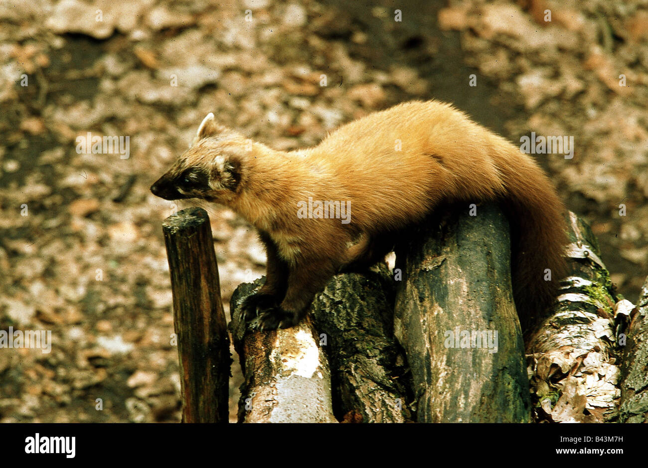 Old town predator hi-res stock photography and images - Alamy