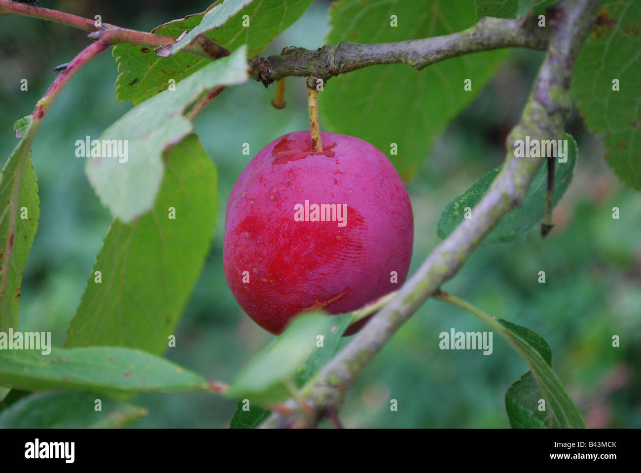 Victoria plum growing hi-res stock photography and images - Alamy