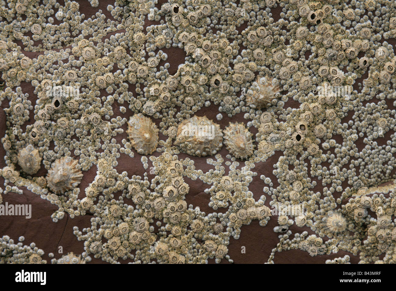 Limpet and barnacle shells on a rock Stock Photo - Alamy