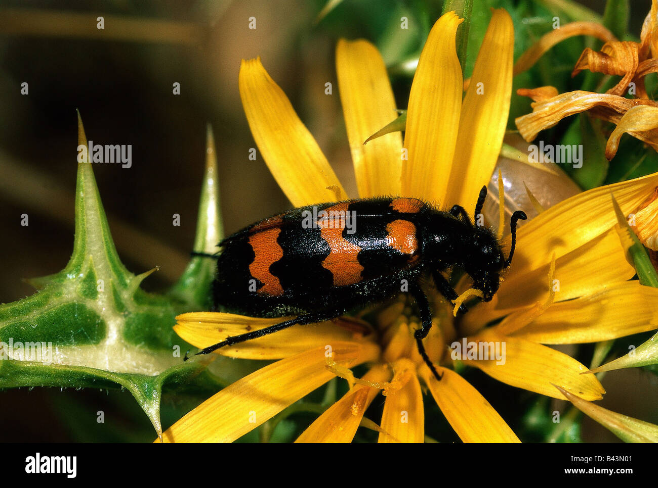 zoology / animals, insects, chafer, Cleroidea, (Trichodes apiarius), on ...