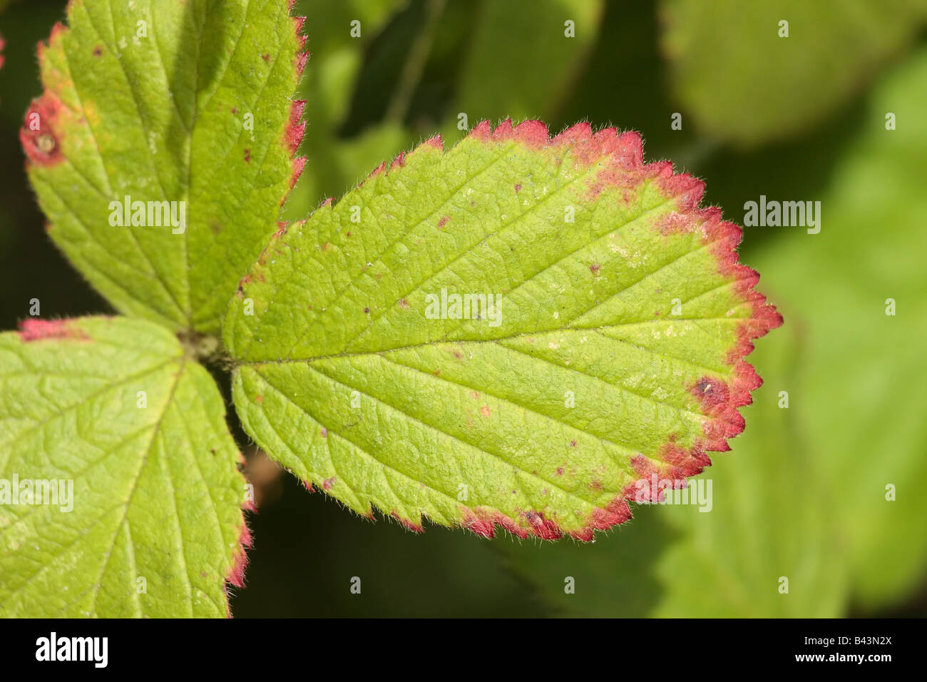 Bramble red stem hi-res stock photography and images - Alamy