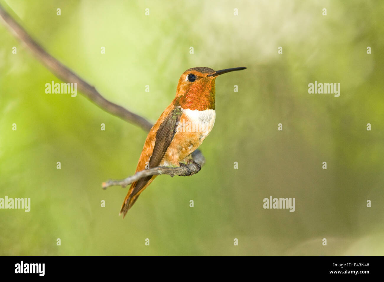 Rufous Hummingbird Selasphorus rufus Stock Photo - Alamy