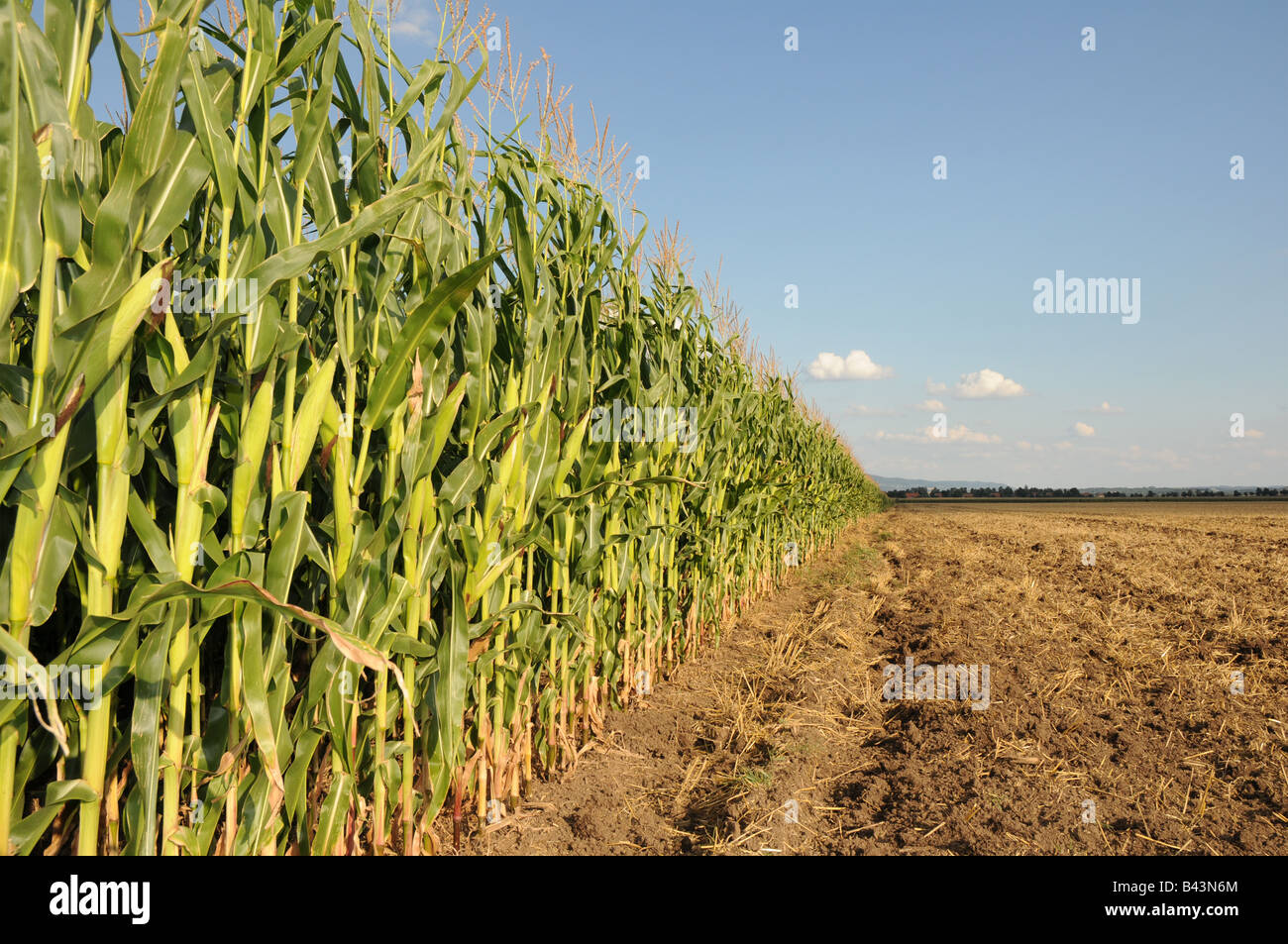 Rows of maize plants on a field with blue sky above Stock Photo - Alamy