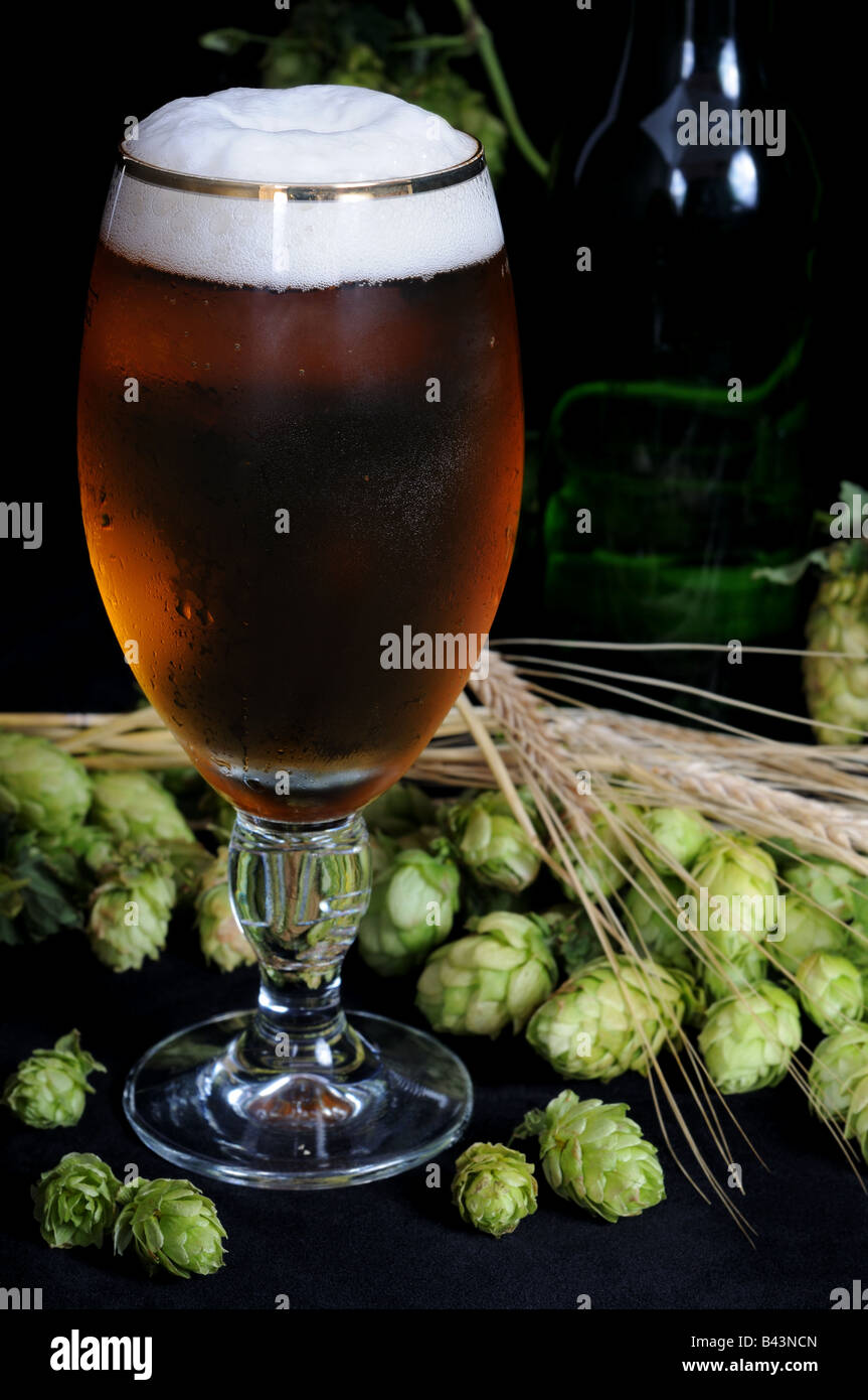 A glass of beer with fresh green hops and barley on black background ...